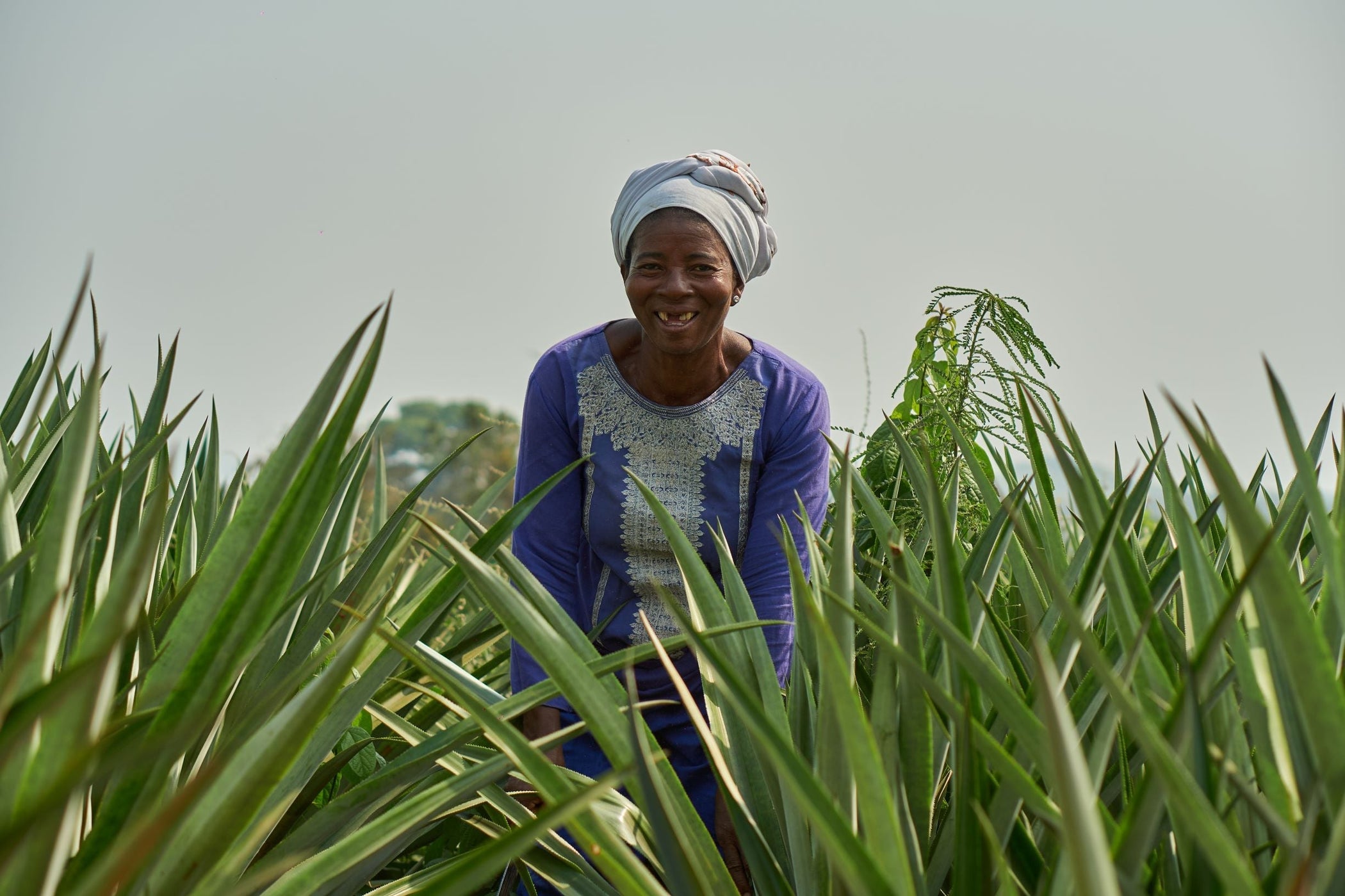 Sustainability from Soil to Snack - Meet Our New Pineapple Producers V ...